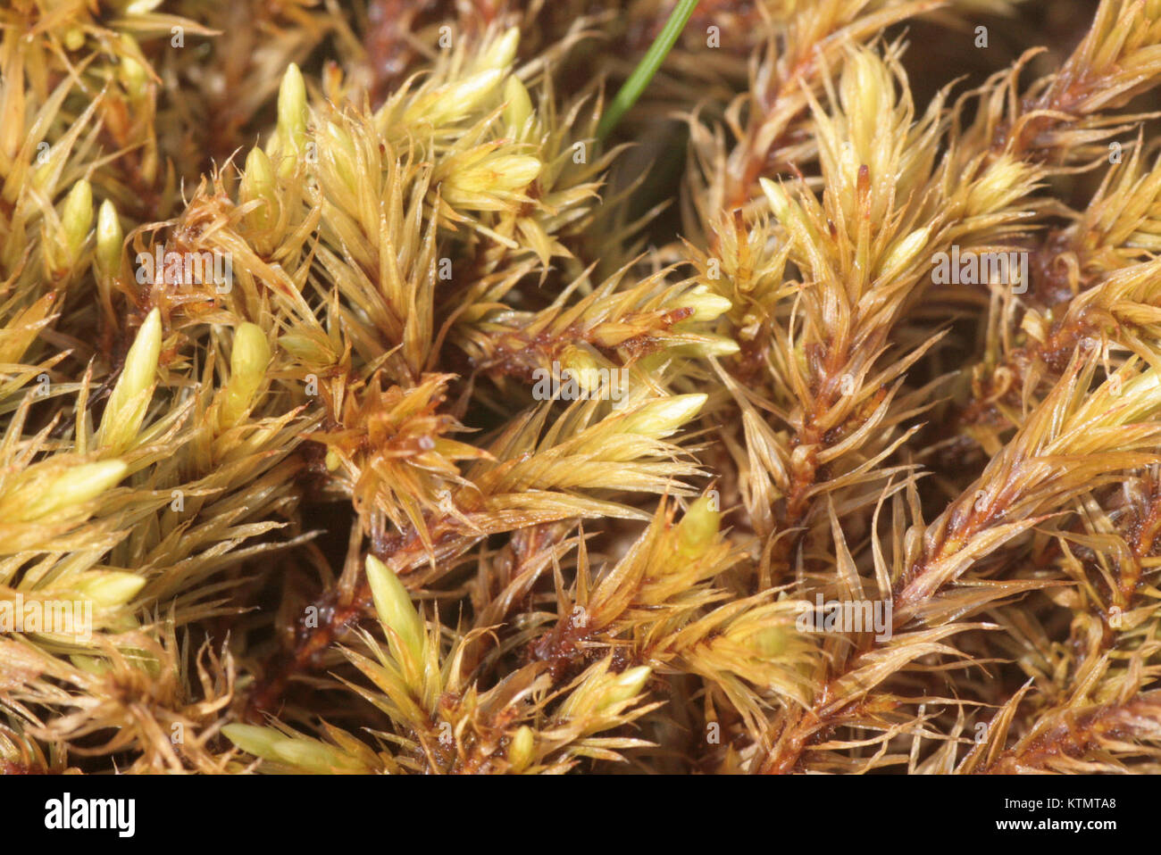 Aulacomnium palustre is a species of moss. This entry, with the ...