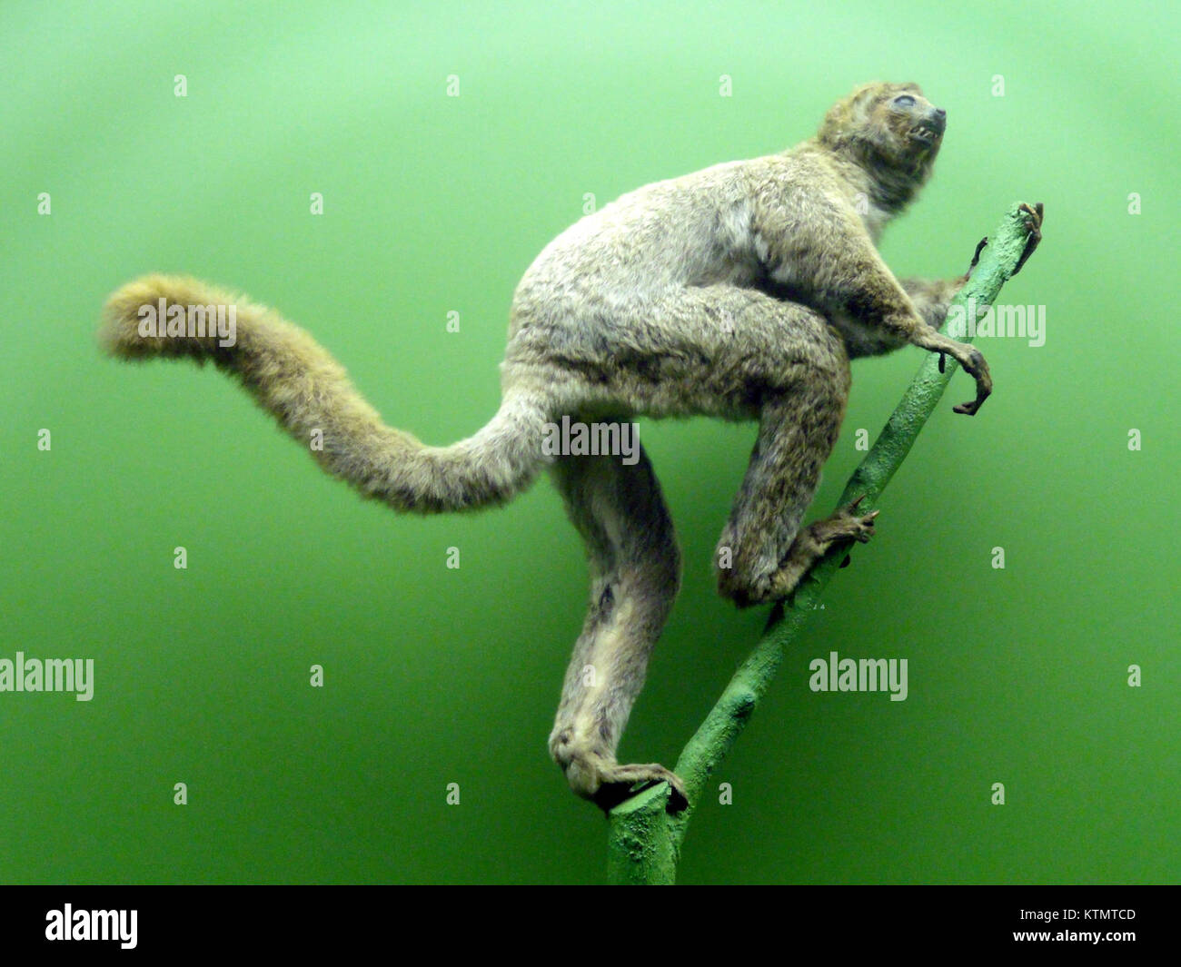 Avahi hi-res stock photography and images - Alamy