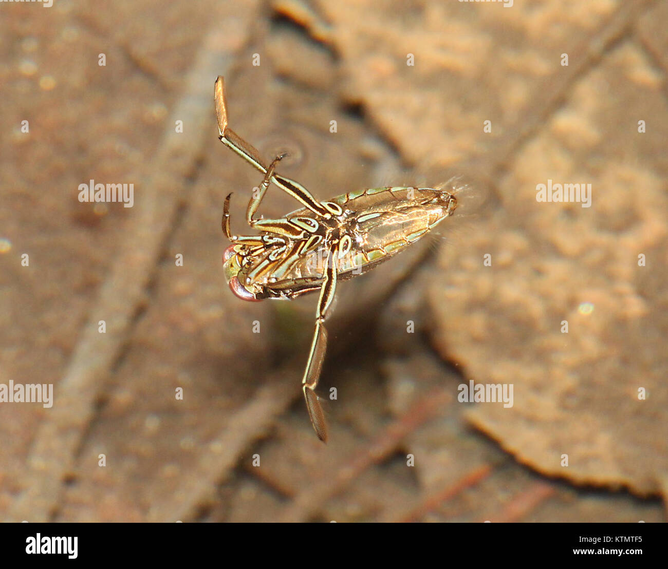 Insect aquatic adaptation hi-res stock photography and images - Alamy