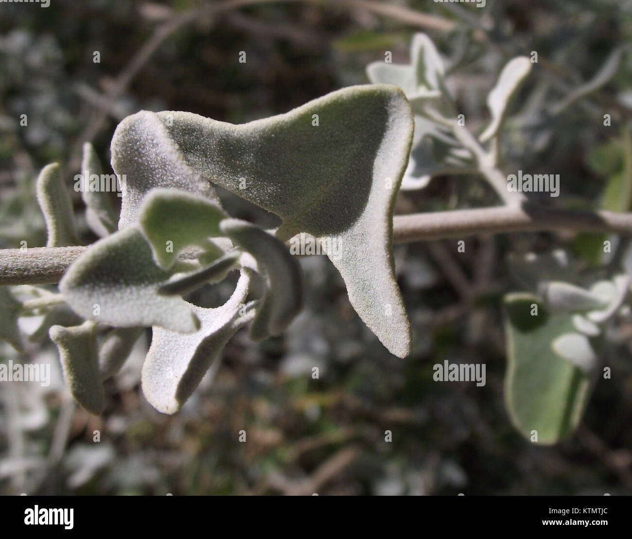 Saltbush vegetation hi-res stock photography and images - Alamy