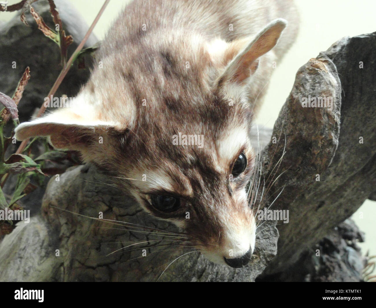 This image features a raptor species of *Bassariscus astutus* (commonly ...