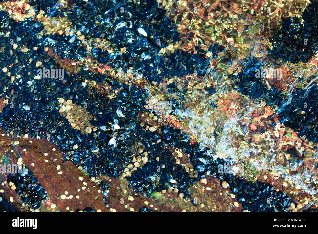 Abstract design texture background. Shells in water Stock Photo - Alamy