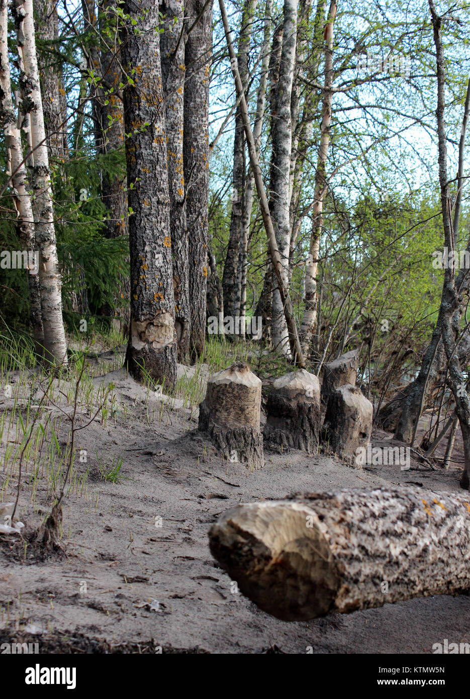 The image shows beavers at work cutting trees in the Sanginsuu area ...