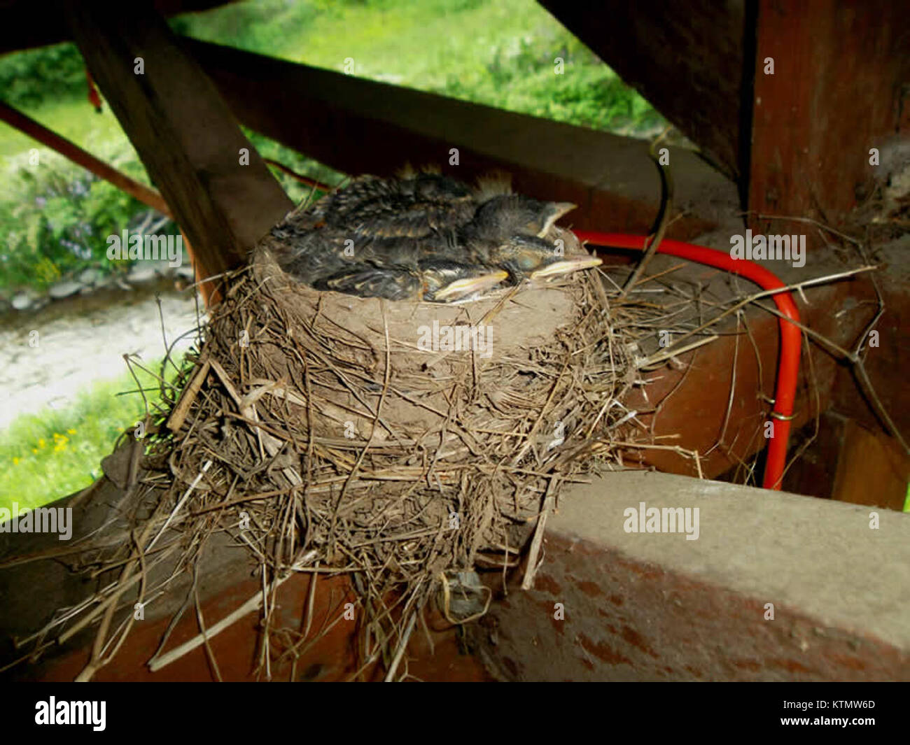 A photograph of baby robins in their nest, showcasing the early stages ...