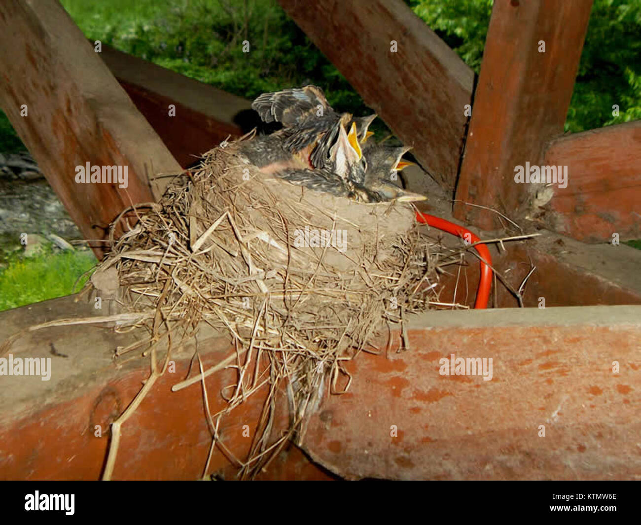 This image captures a nest of baby robins, showcasing the early stages ...