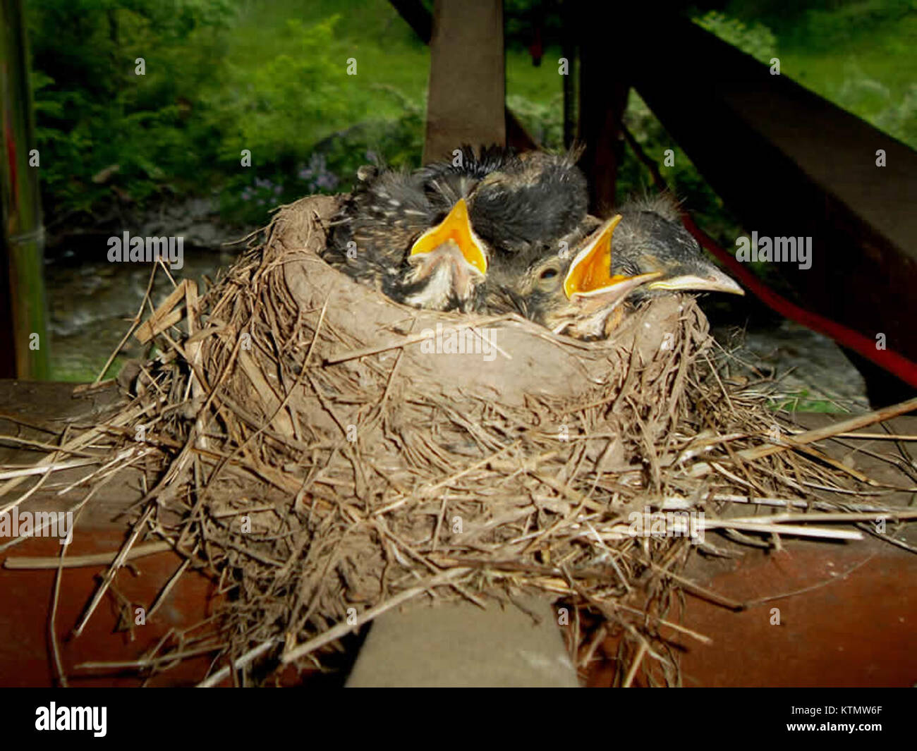 A photograph showing baby robins in their nest. The image captures the ...