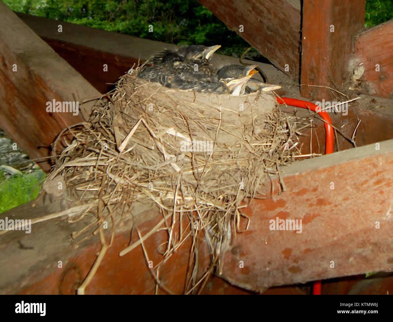 A photograph of baby robins in a nest, capturing the early stages of ...