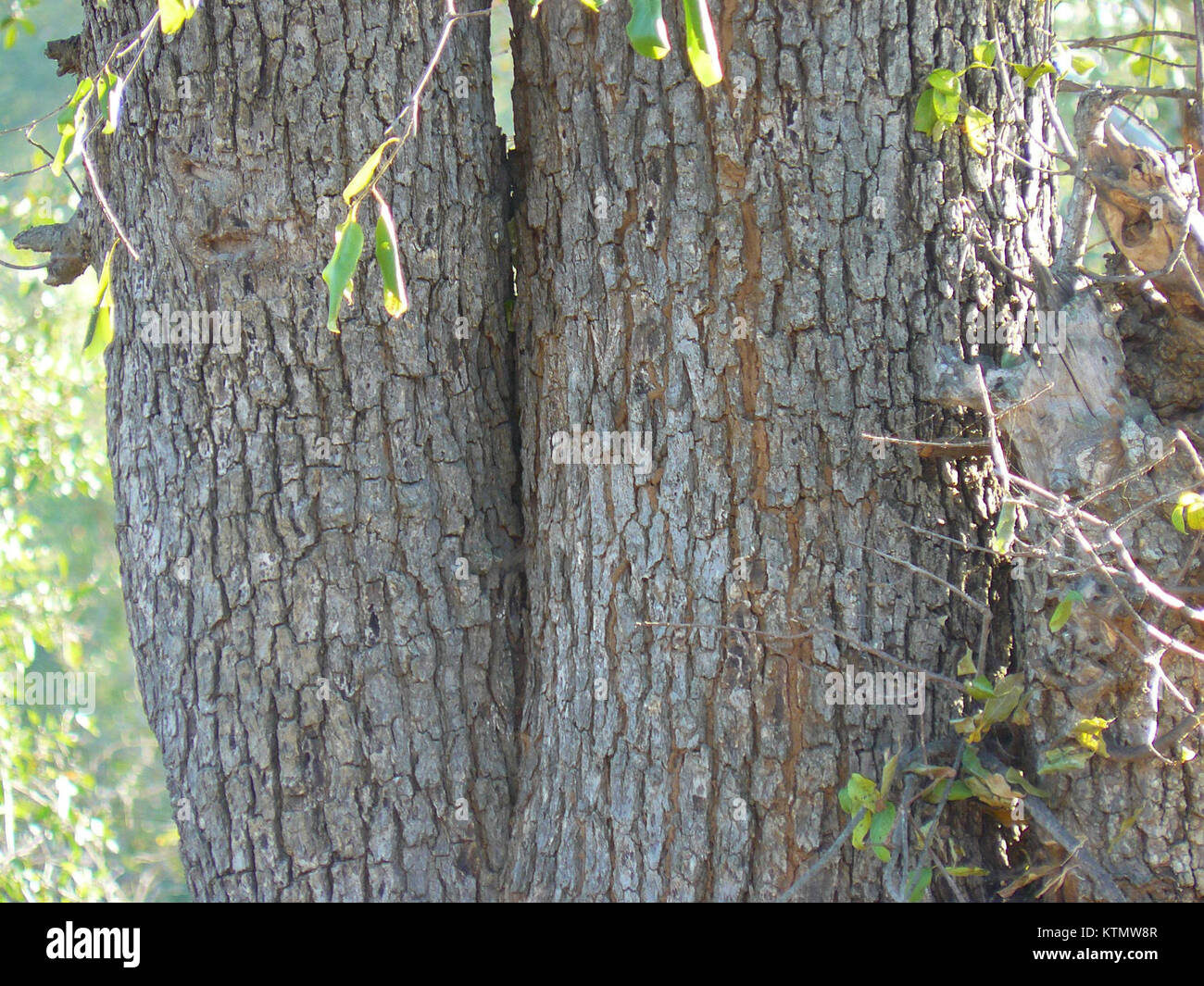 Berchemia discolor hi-res stock photography and images - Alamy