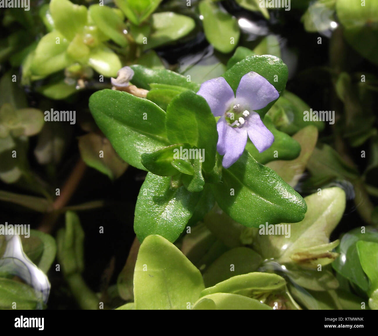 A description of Bacopa caroliniana, commonly known as water hyssop, a ...