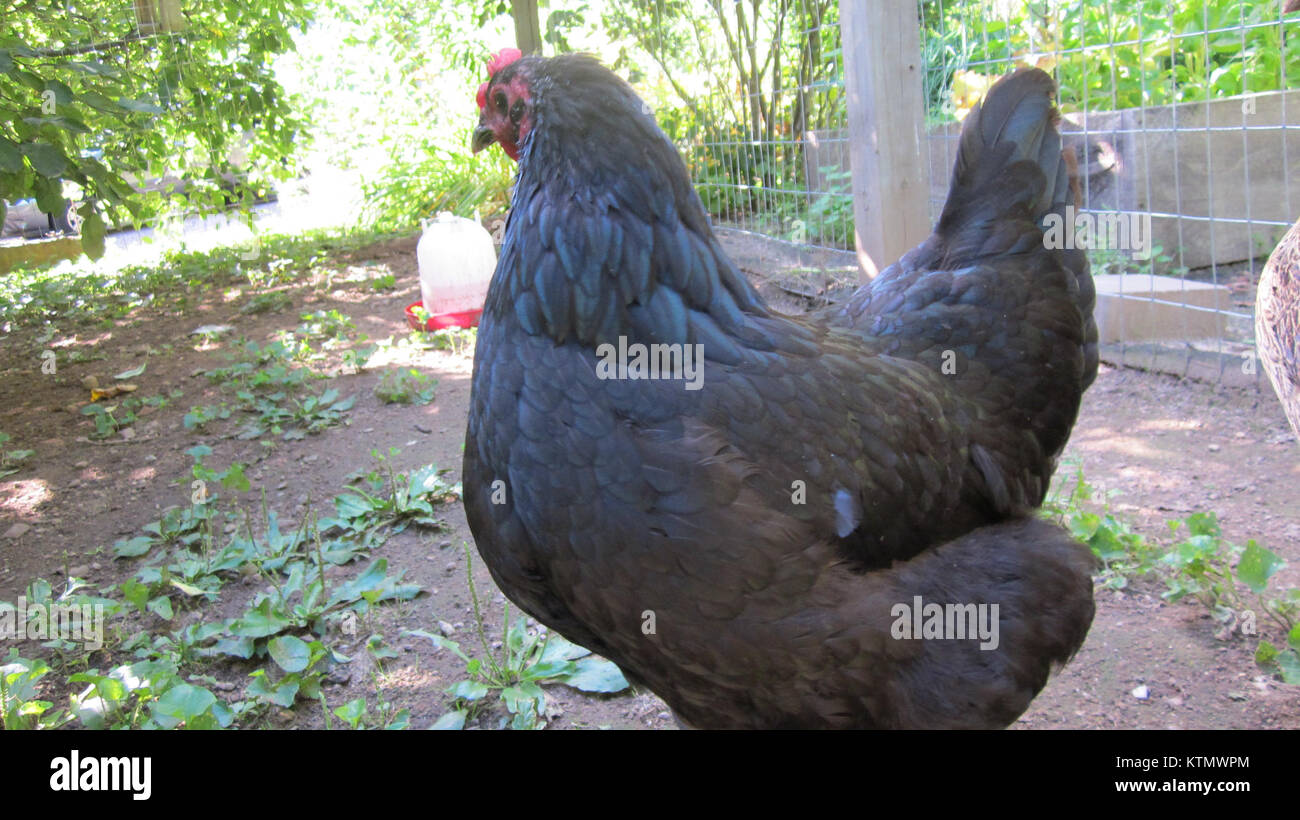 Australorp Stock Photos & Australorp Stock Images - Alamy