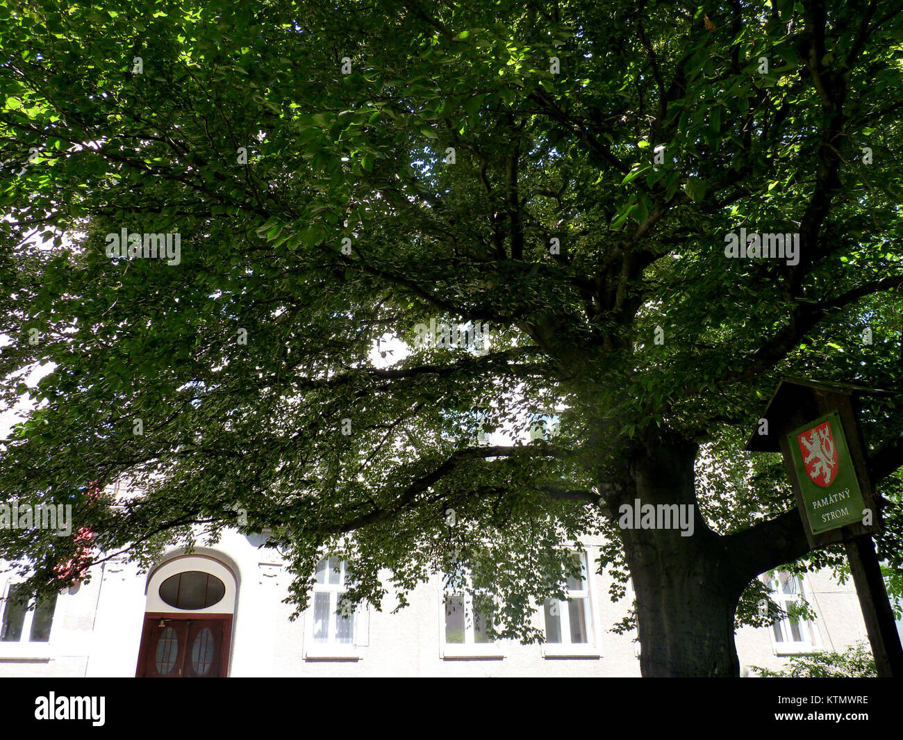 A photograph or depiction of the Beech tree in Beroun, a town in the ...