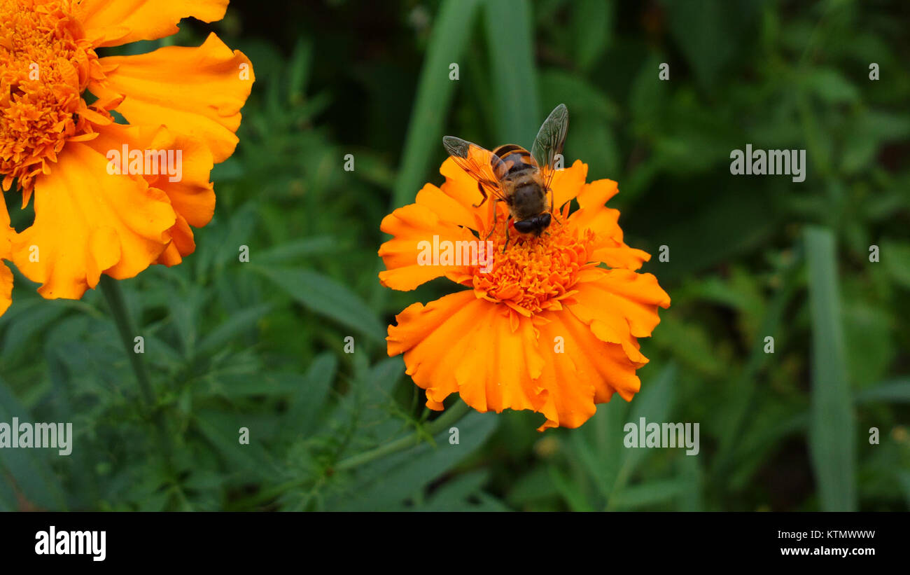 A bee lands on a marigold flower, collecting pollen. Marigolds are ...