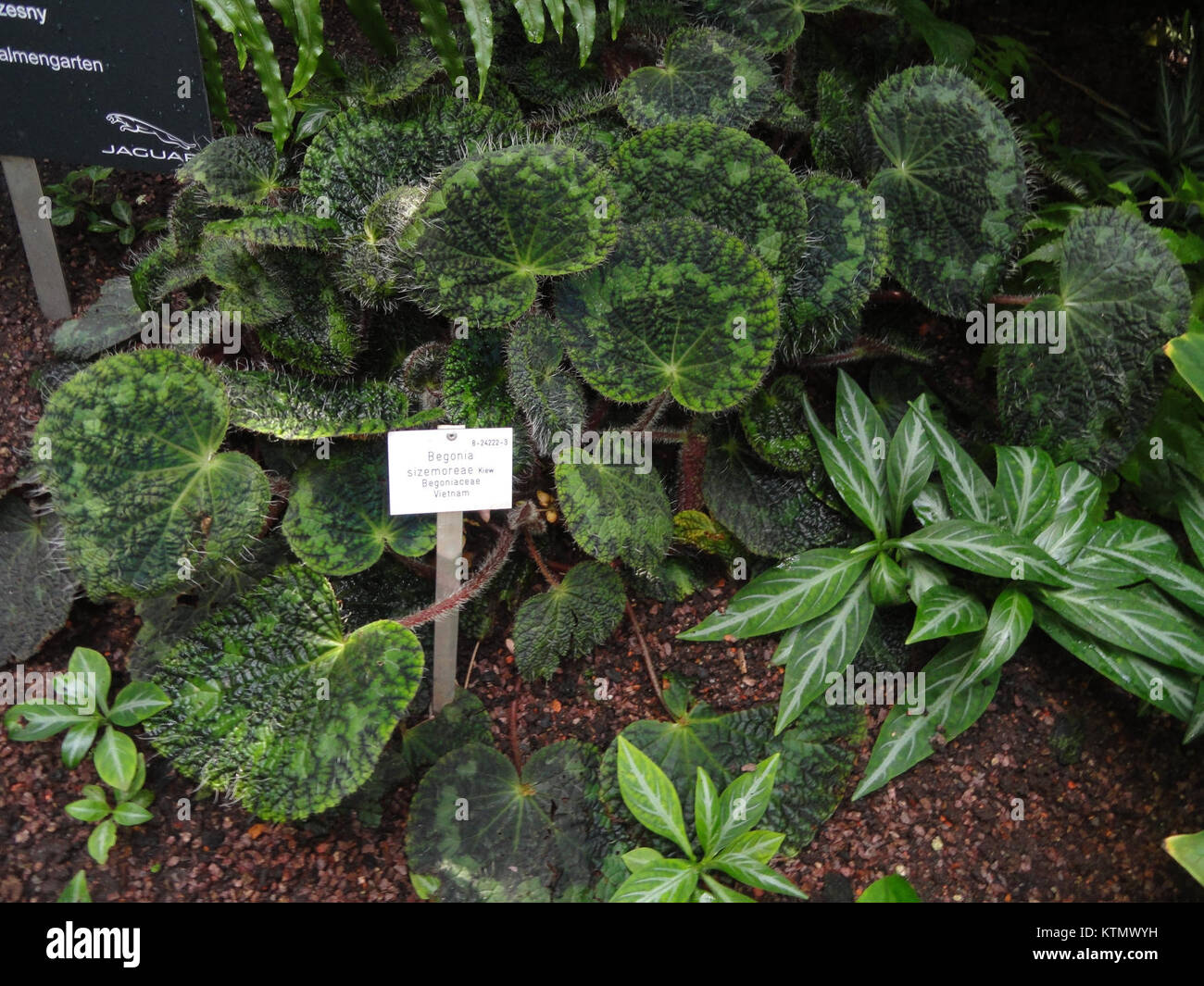 *Begonia sizemoreae*, photographed at Palmengarten in Frankfurt ...