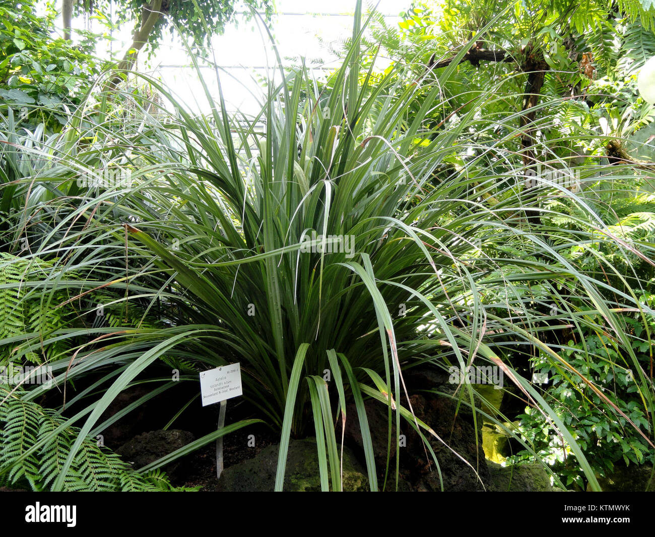 Astelia solandri is a species of plant displayed at the Palmengarten in ...