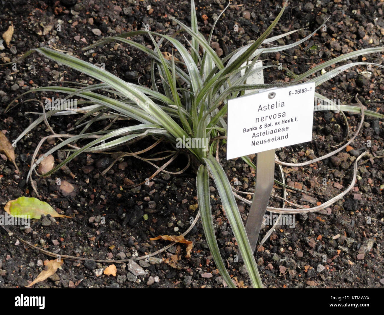 Astelia hi-res stock photography and images - Alamy