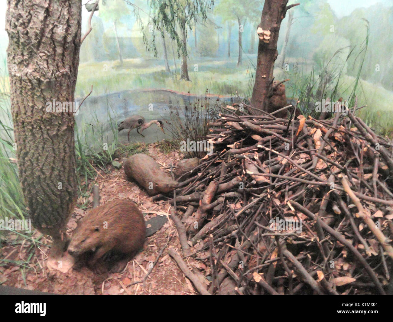 The Beaver diorama at the Naturmuseum Senckenberg offers an immersive ...