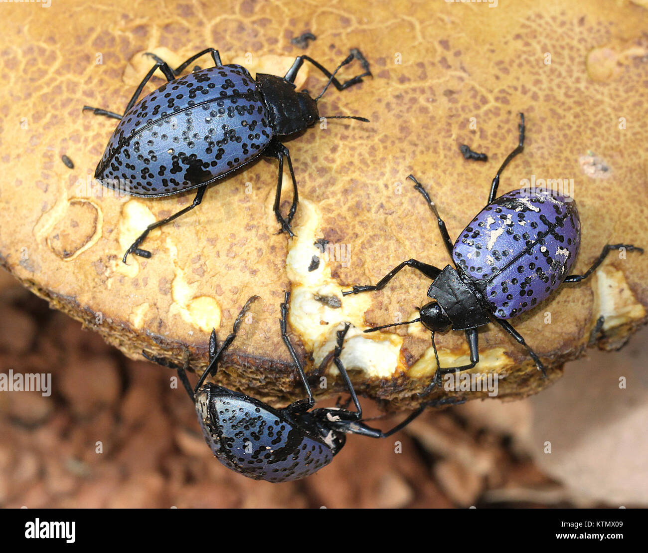 Pleasing fungus beetle hi-res stock photography and images - Alamy