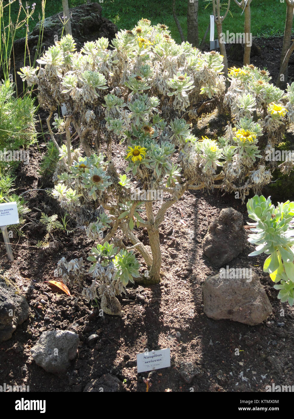 *Asteriscus sericeus*, a plant species, shown in the Botanischer Garten ...