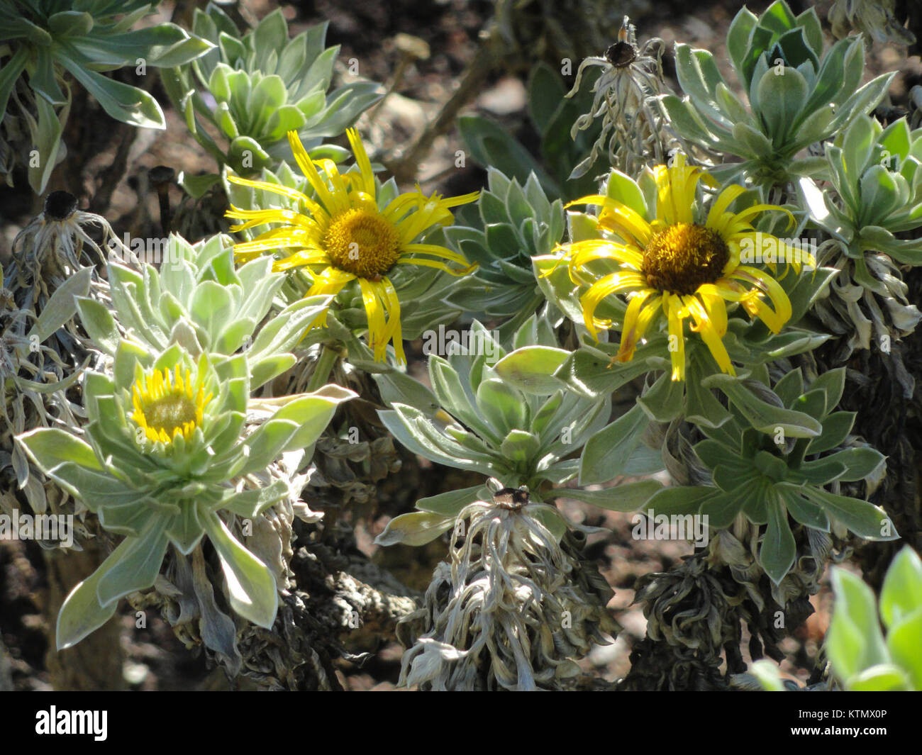 Asteriscus Sericeus High Resolution Stock Photography and Images - Alamy
