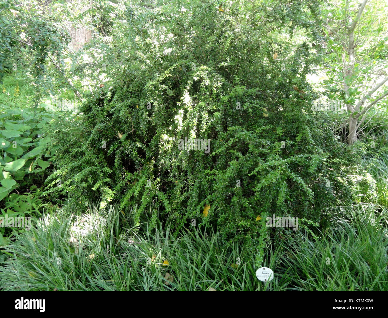 Shrub characteristics hi-res stock photography and images - Alamy