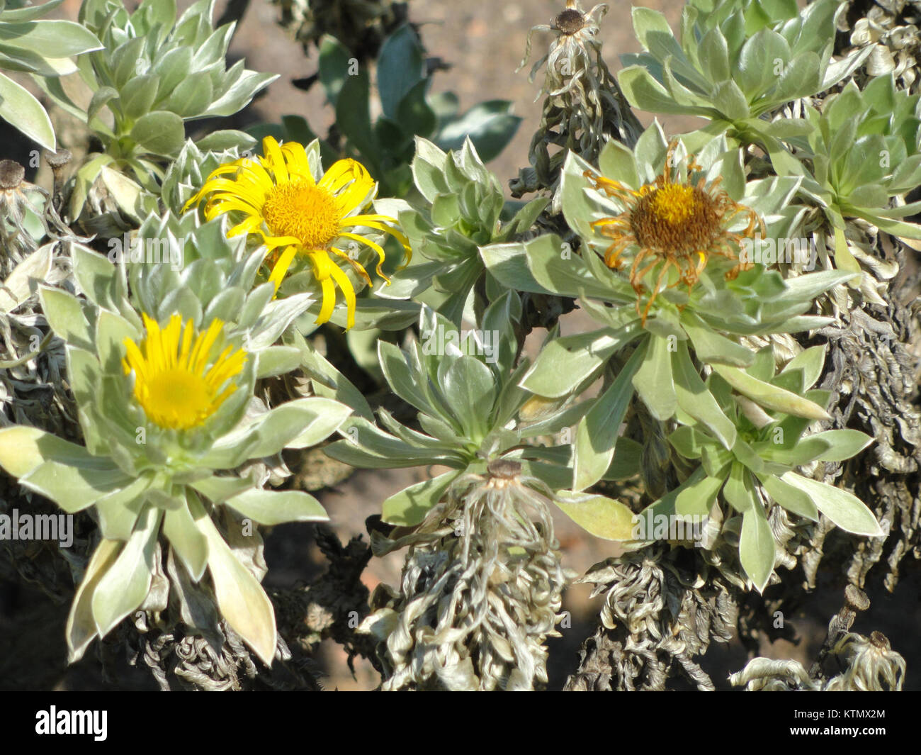 Asteriscus sericeus, a species of flowering plant in the sunflower ...