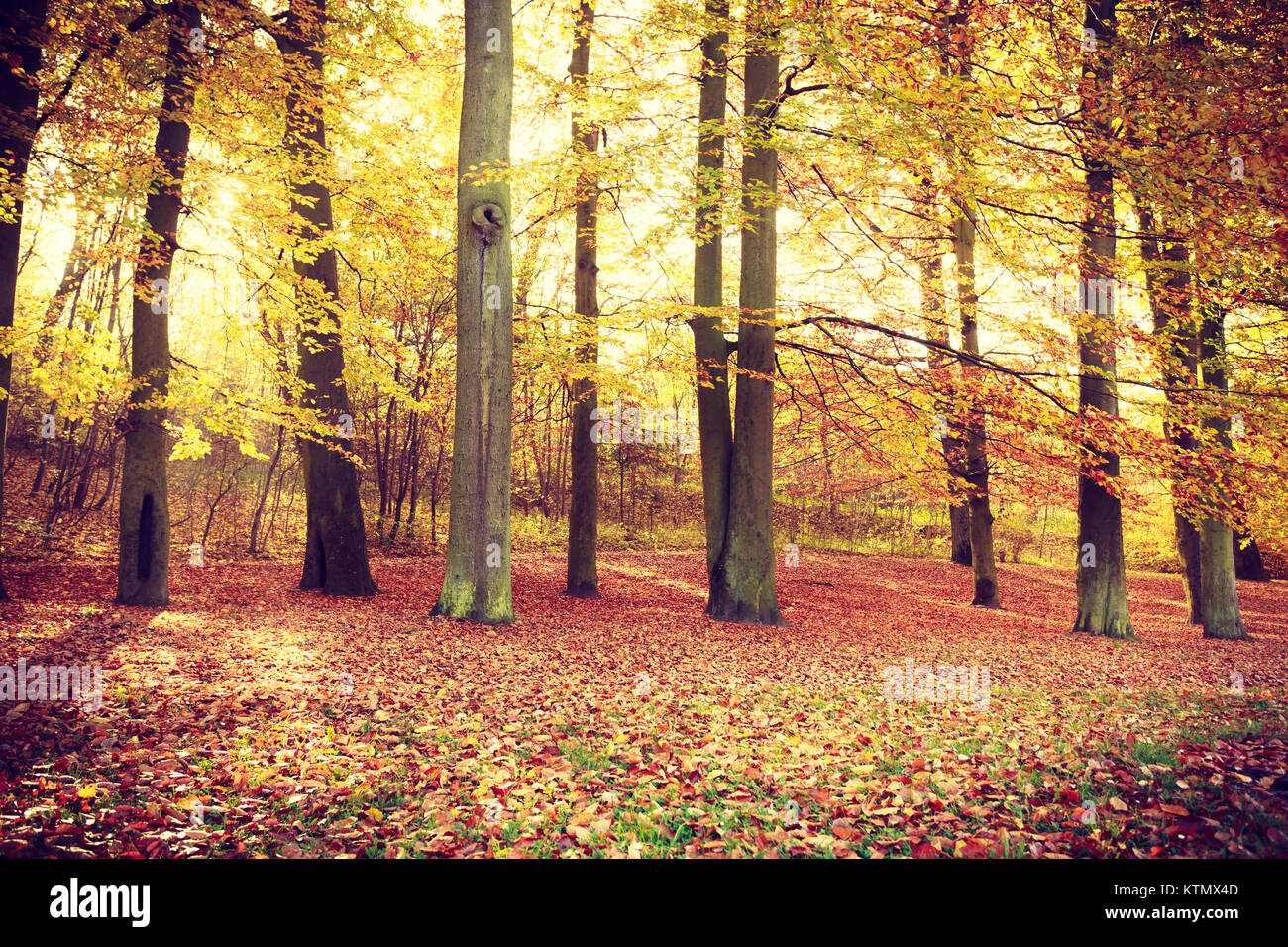 Autumnal trees inside forest. Woodland fall scenery. Nature vegetation ...