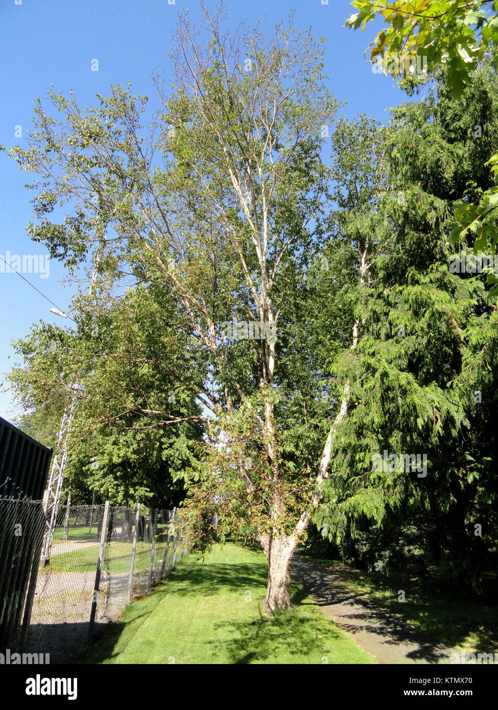 Betula ermanii, also known as Erman's Birch, is a species of tree ...