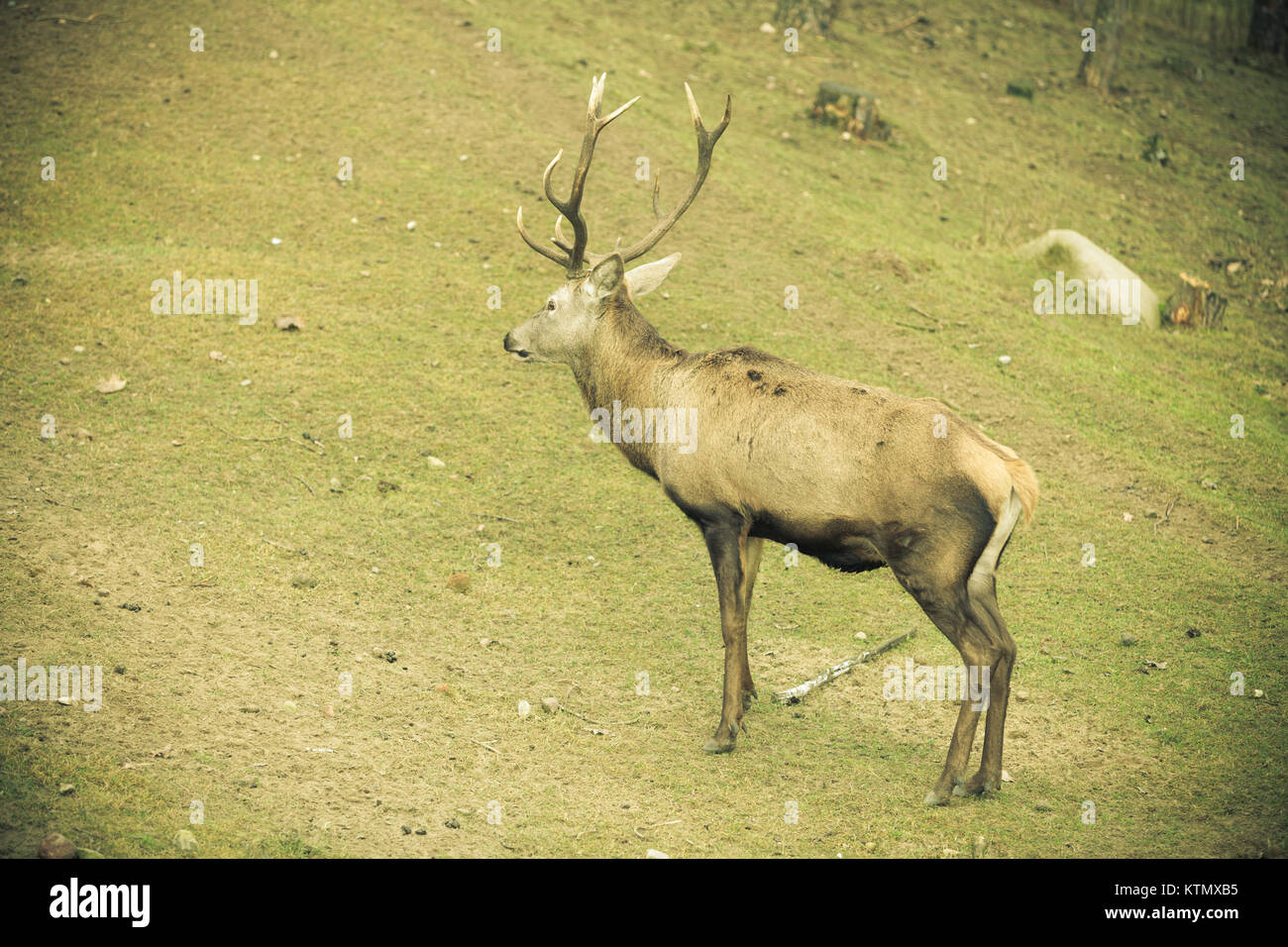 Majestic powerful adult male red deer stag in autumn fall forest ...