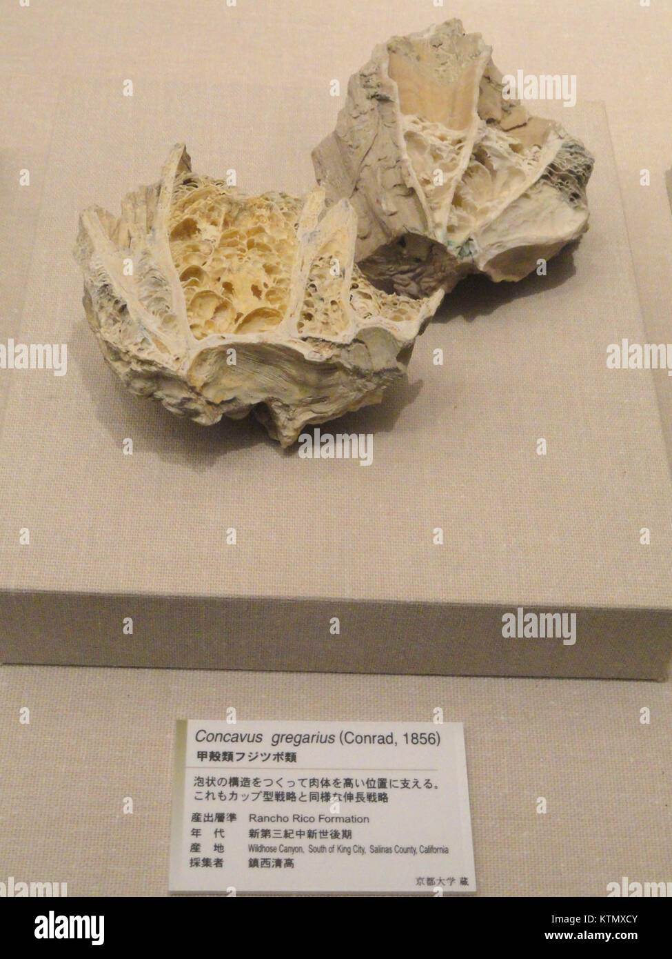 Balanus gregarius, a species of barnacle, is displayed at Kyoto ...