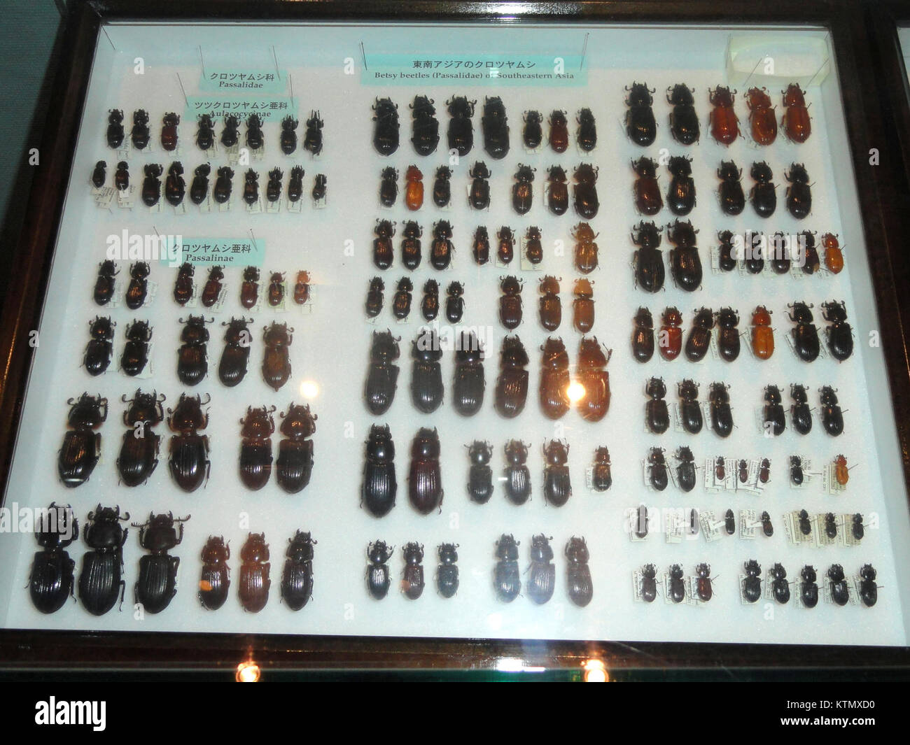 Betsy beetles (Passalidae) of Southeastern Asia Kyoto University Museum ...