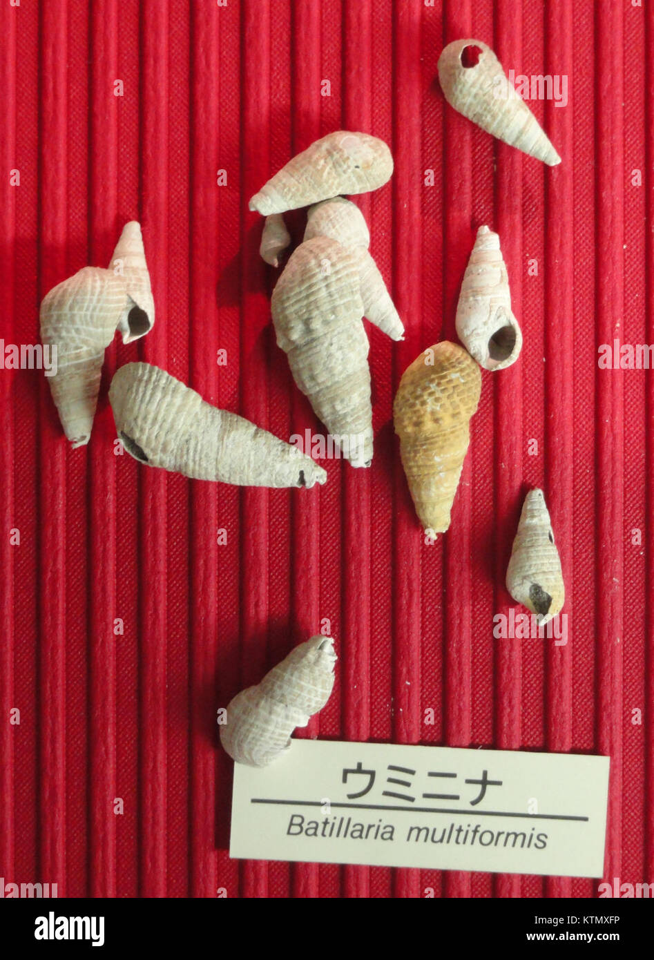 Multiformis hi-res stock photography and images - Alamy