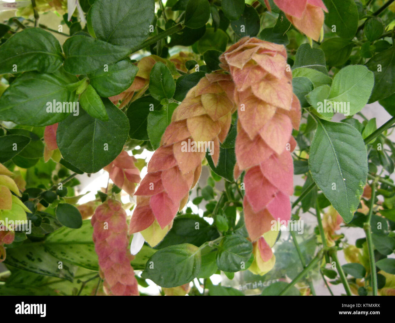 Belloperone guttata is a species of flowering plant known for its ...