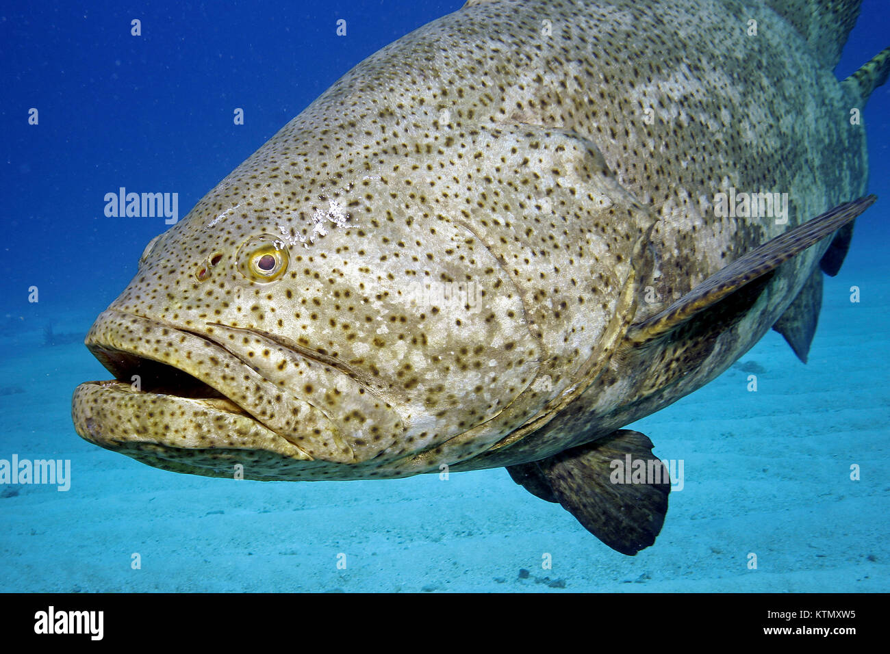 Atlantic goliath groupers hi-res stock photography and images - Alamy