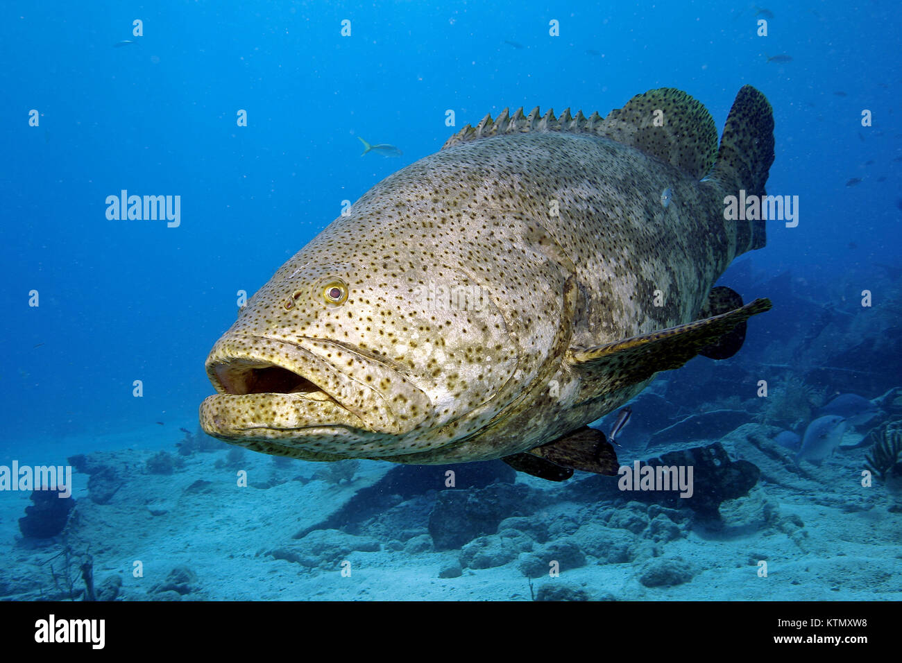 Goliath grouper underwater Stock Photo - Alamy