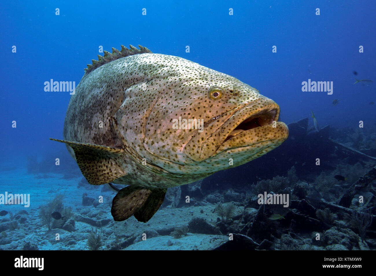 Goliath grouper underwater Stock Photo - Alamy