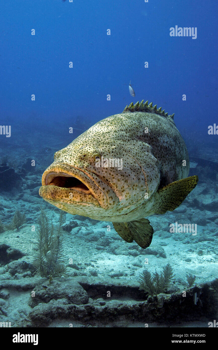 Goliath grouper underwater Stock Photo - Alamy