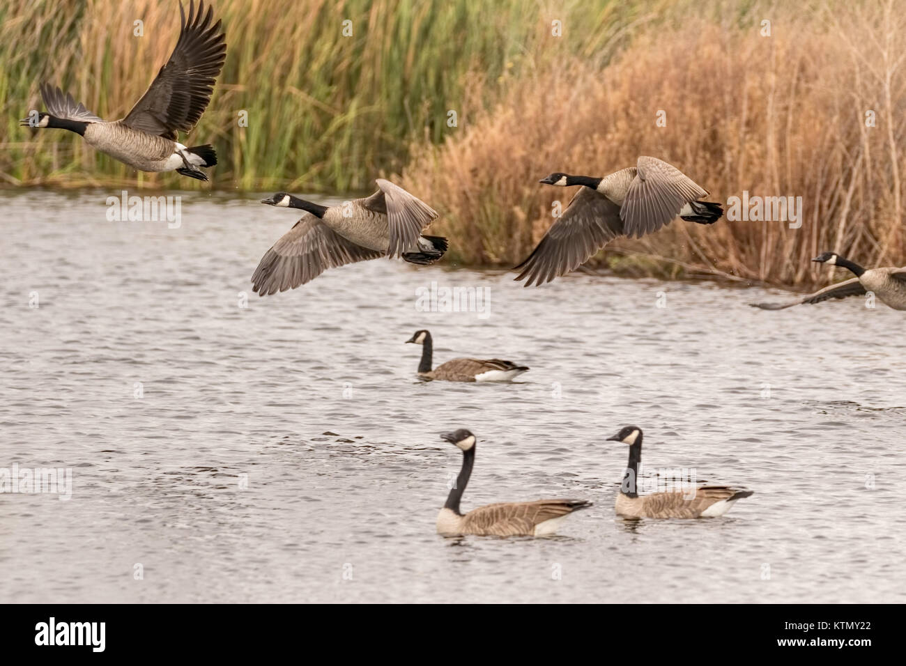 Canada Geese taking off from marsh in Northern California Stock Photo ...