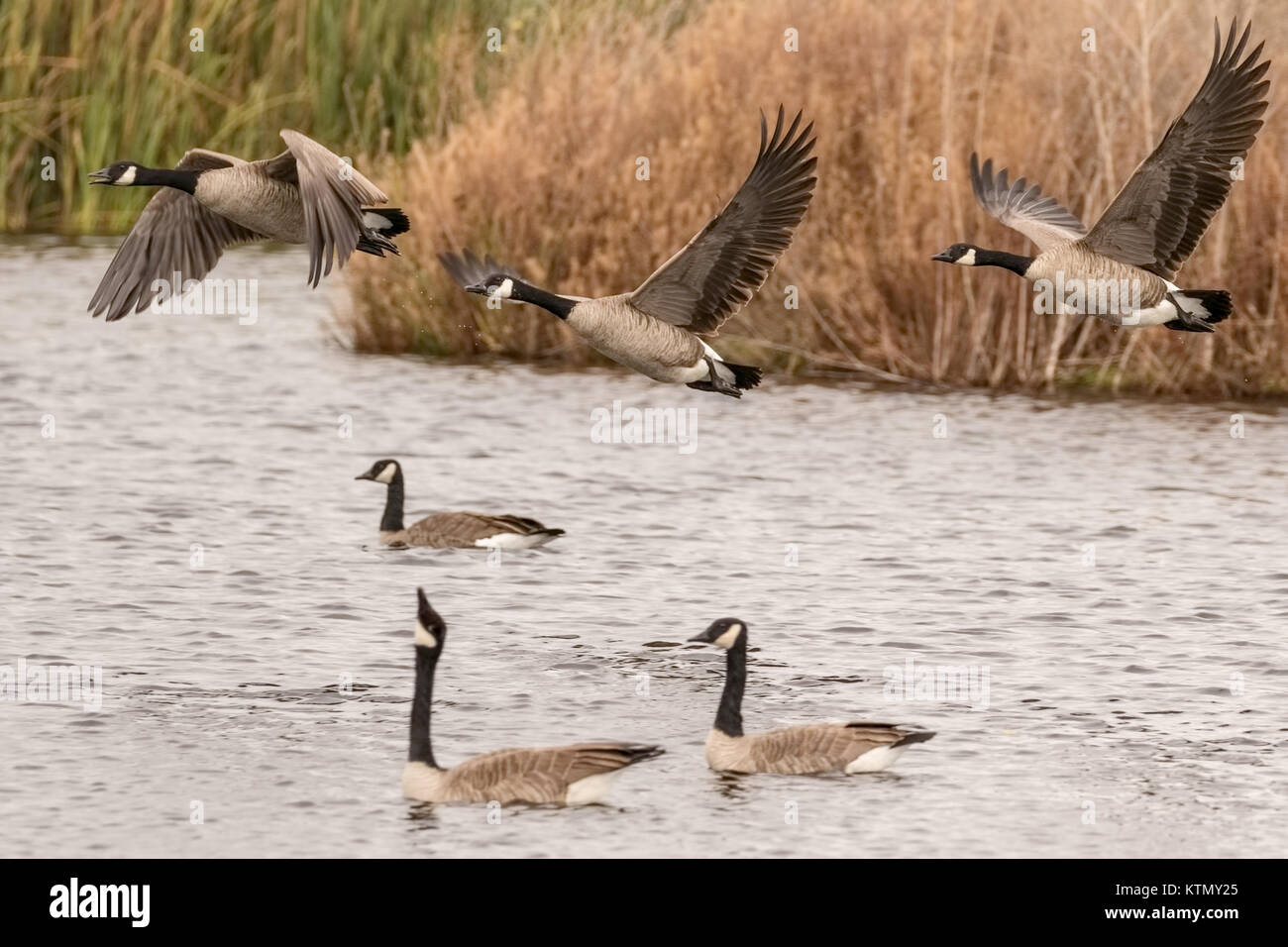 Canada geese taking off hi-res stock photography and images - Alamy