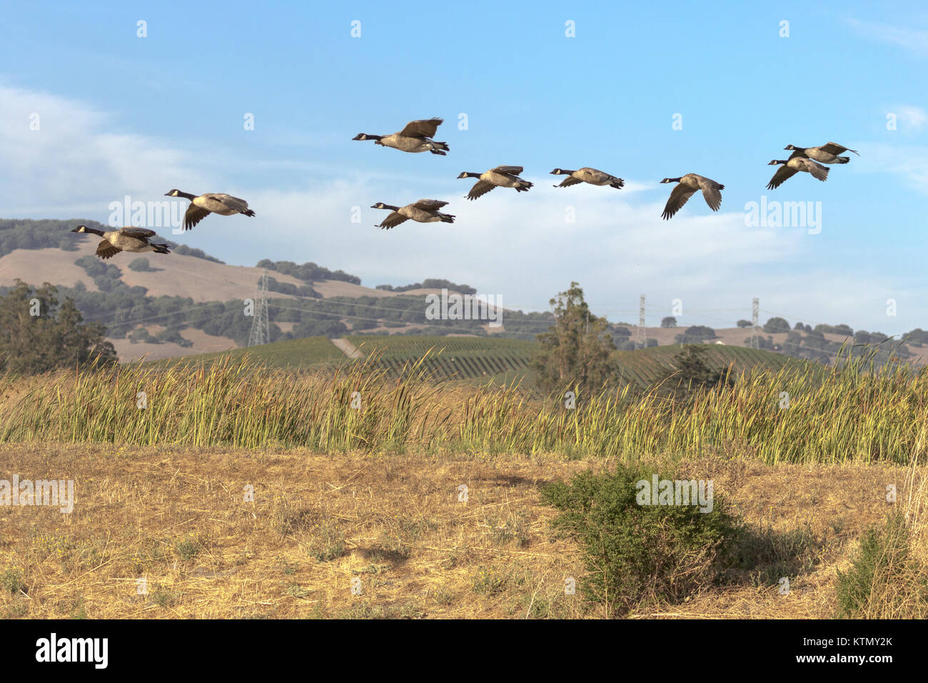 Geese flying over marsh hi-res stock photography and images - Alamy