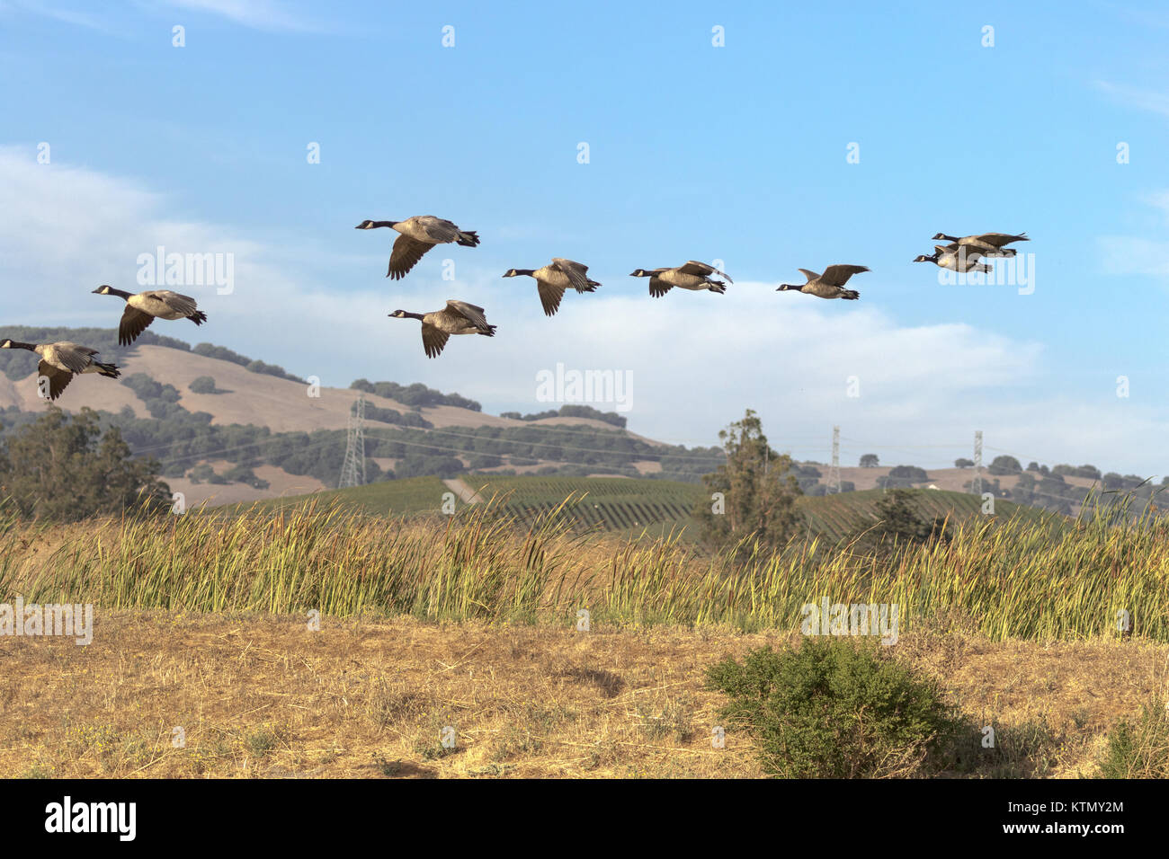 Canada Geese flying over wetlands Stock Photo - Alamy
