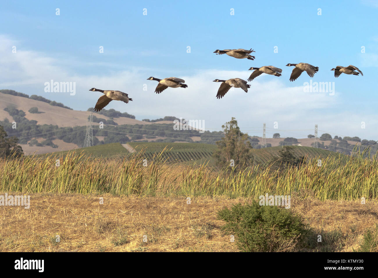 Canada Geese flying over wetlands Stock Photo - Alamy