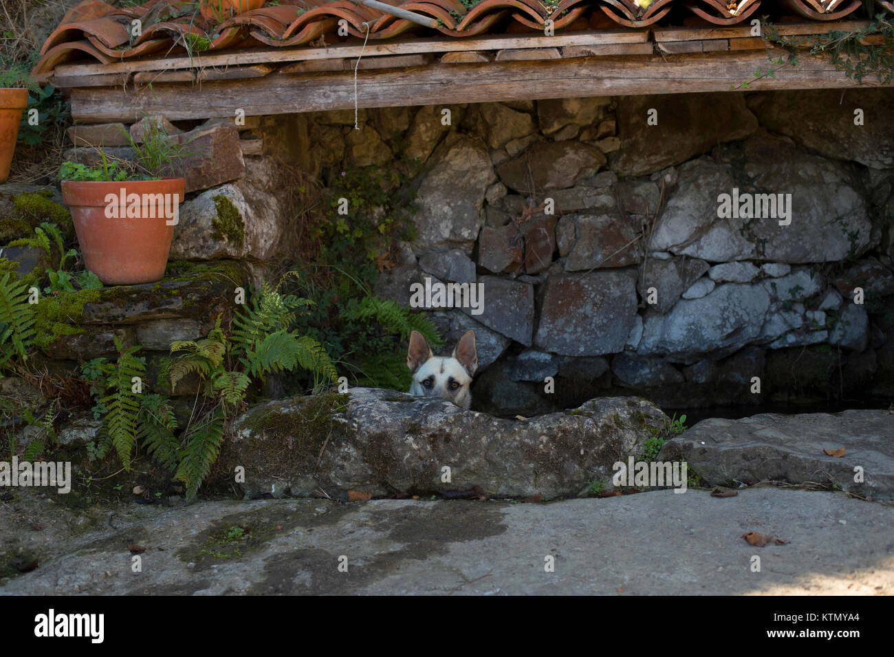 Hidden dog hi-res stock photography and images - Alamy