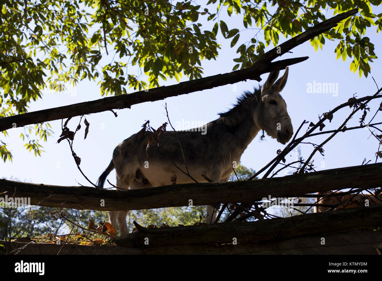 The Fall Of The Donkey High Resolution Stock Photography and Images - Alamy