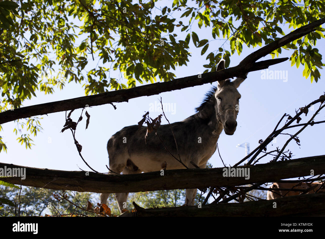 The fall of the donkey hi-res stock photography and images - Alamy