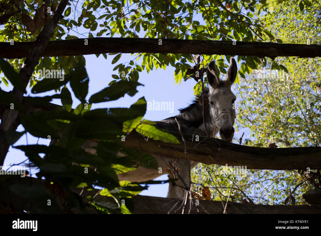 The fall of the donkey hi-res stock photography and images - Alamy