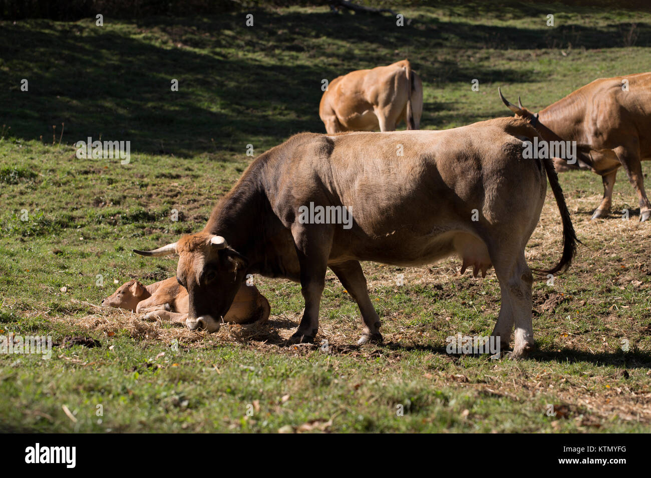 Cows and calves Stock Photo - Alamy