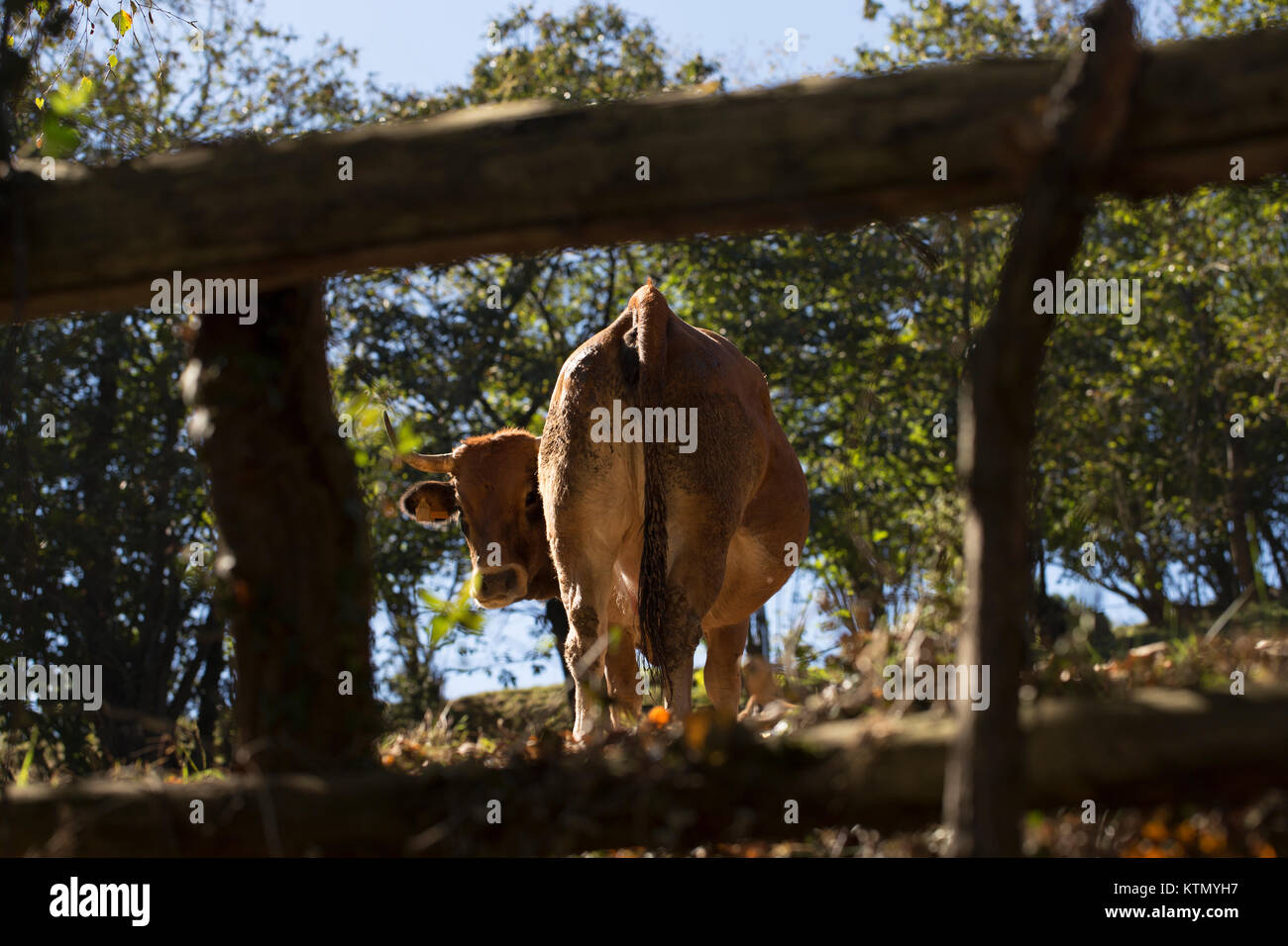 Cow looking back hi-res stock photography and images - Alamy