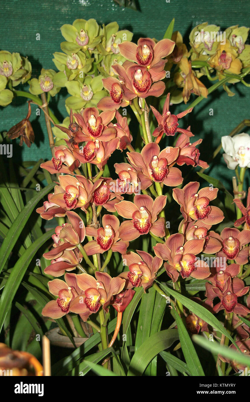 Beautiful flower india sikkim flower hi-res stock photography and ...