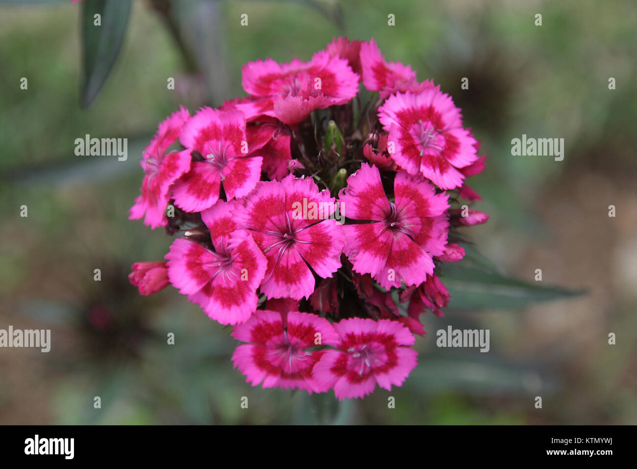 Striking spherical bloom hi-res stock photography and images - Alamy