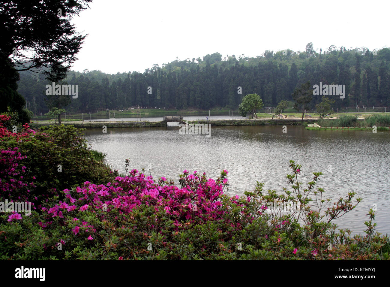 Sumendu Lake at Mirik near Darjeeling surrounded by landscaped garden ...